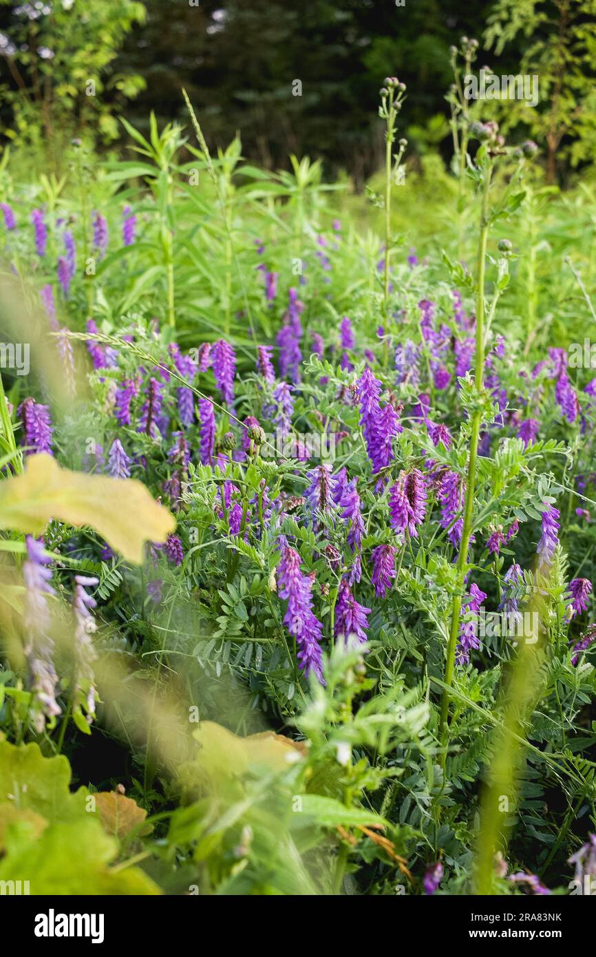 Tree Farm at Sunrise Stock Photo - Alamy