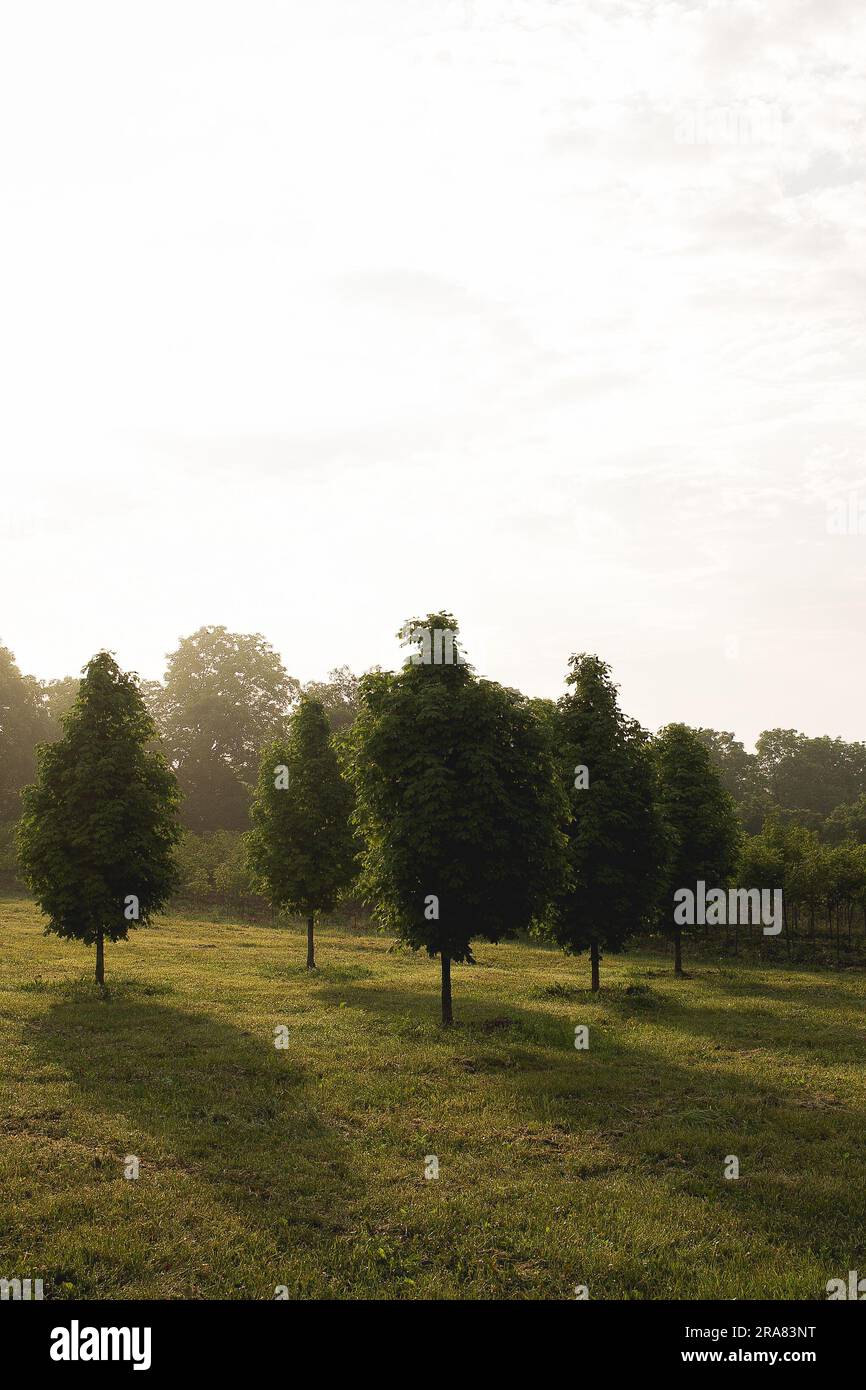 Tree Farm at Sunrise Stock Photo - Alamy