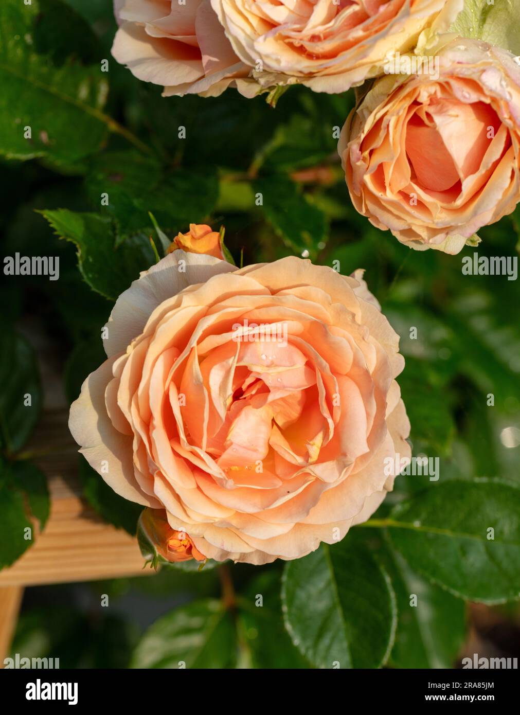Rosa shade hi-res stock photography and images - Alamy