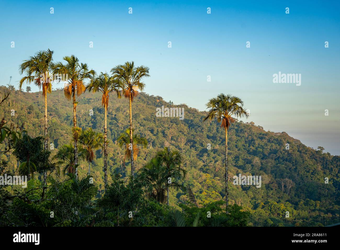 Golden Hour Sunrise Palm Trees at Wilson's Botanical Gardens in San ...