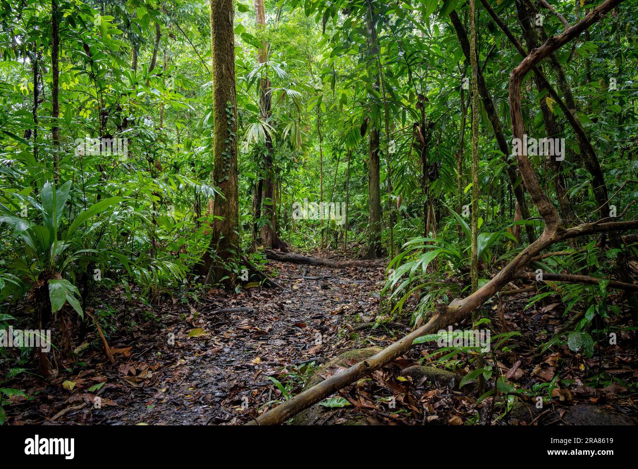 Primary jungle rain forest of Corcovado National Park in Costa Rica ...