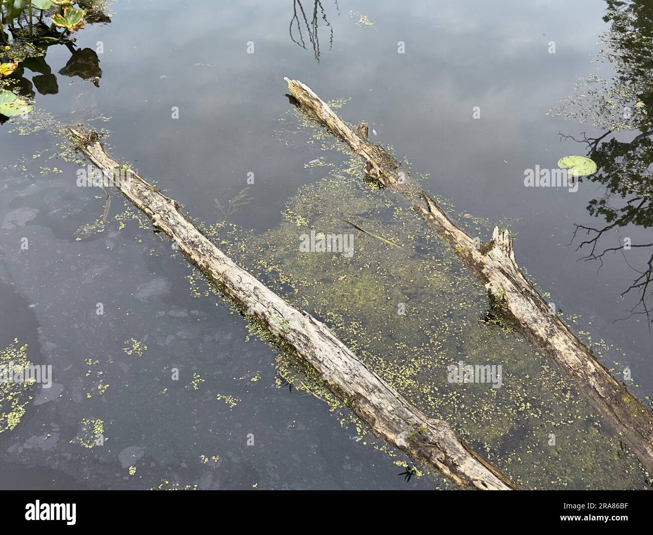 Calm pond of various aquatic plants and floating driftwood Stock Photo ...