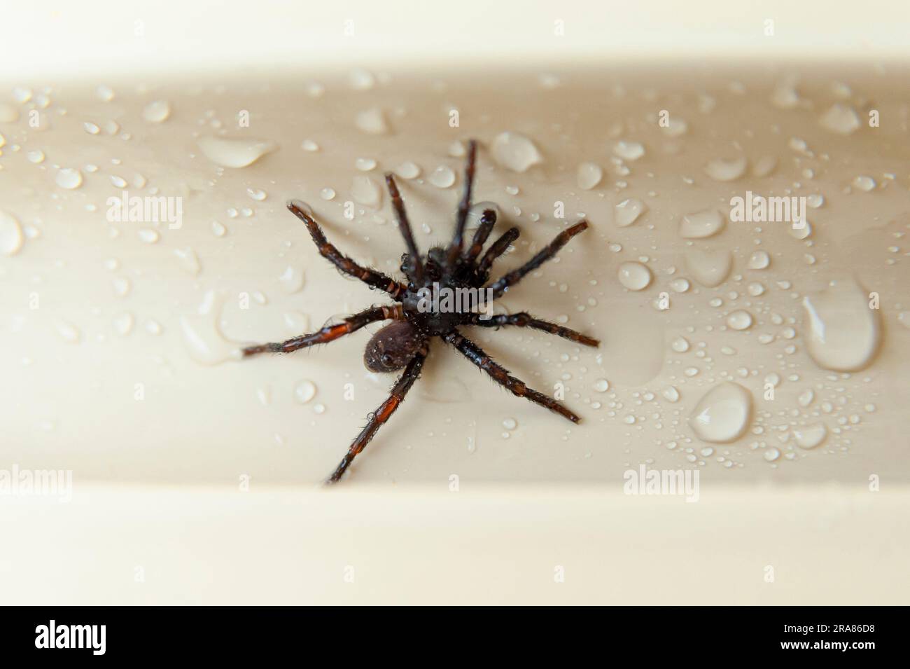Wet common house spider isolated on beige background Stock Photo - Alamy