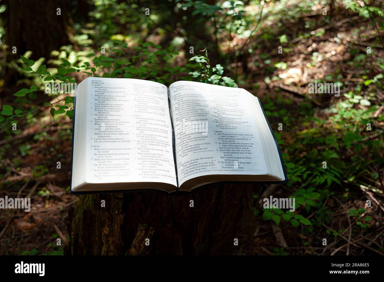 Open Holy Bible on Psalm 119 outdoors on pulpit of cut tree trunk ...