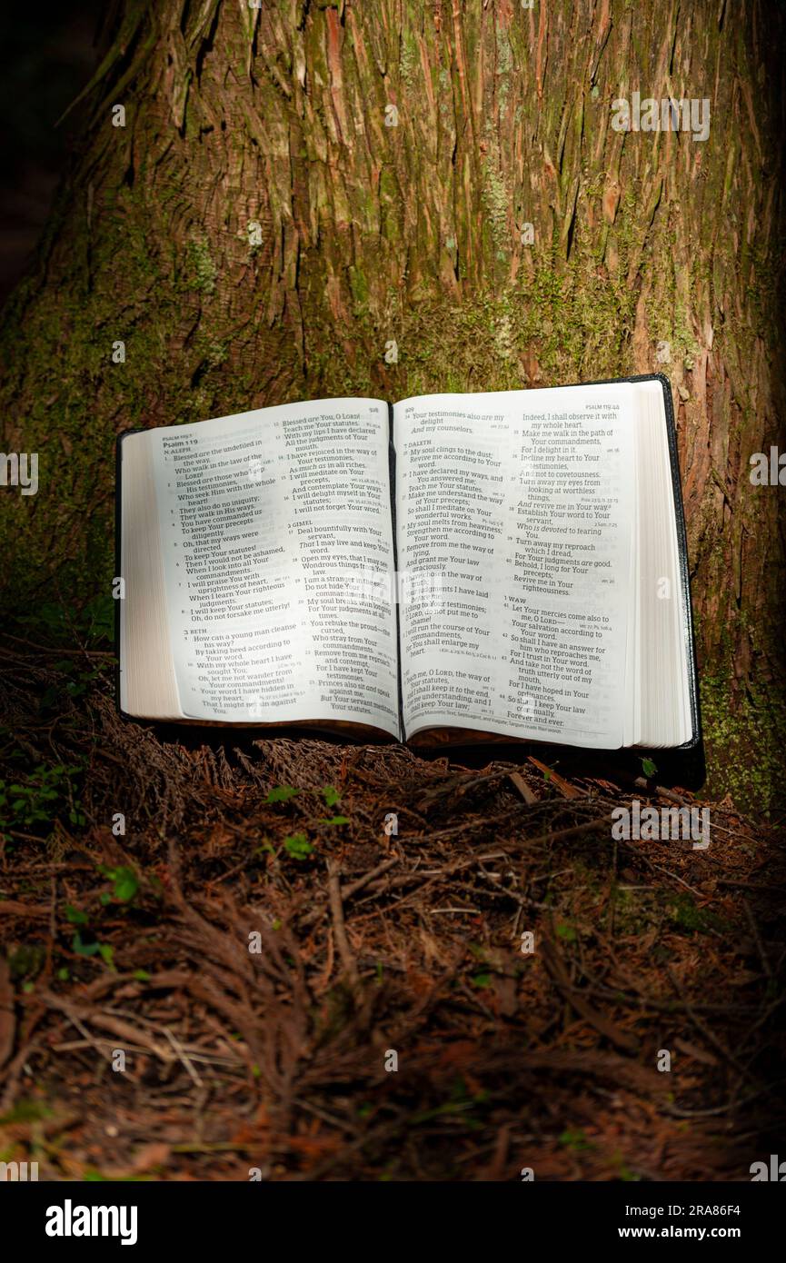 Holy Bible opened in Psalm 119 outdoors on tree trunk with sunlight ...