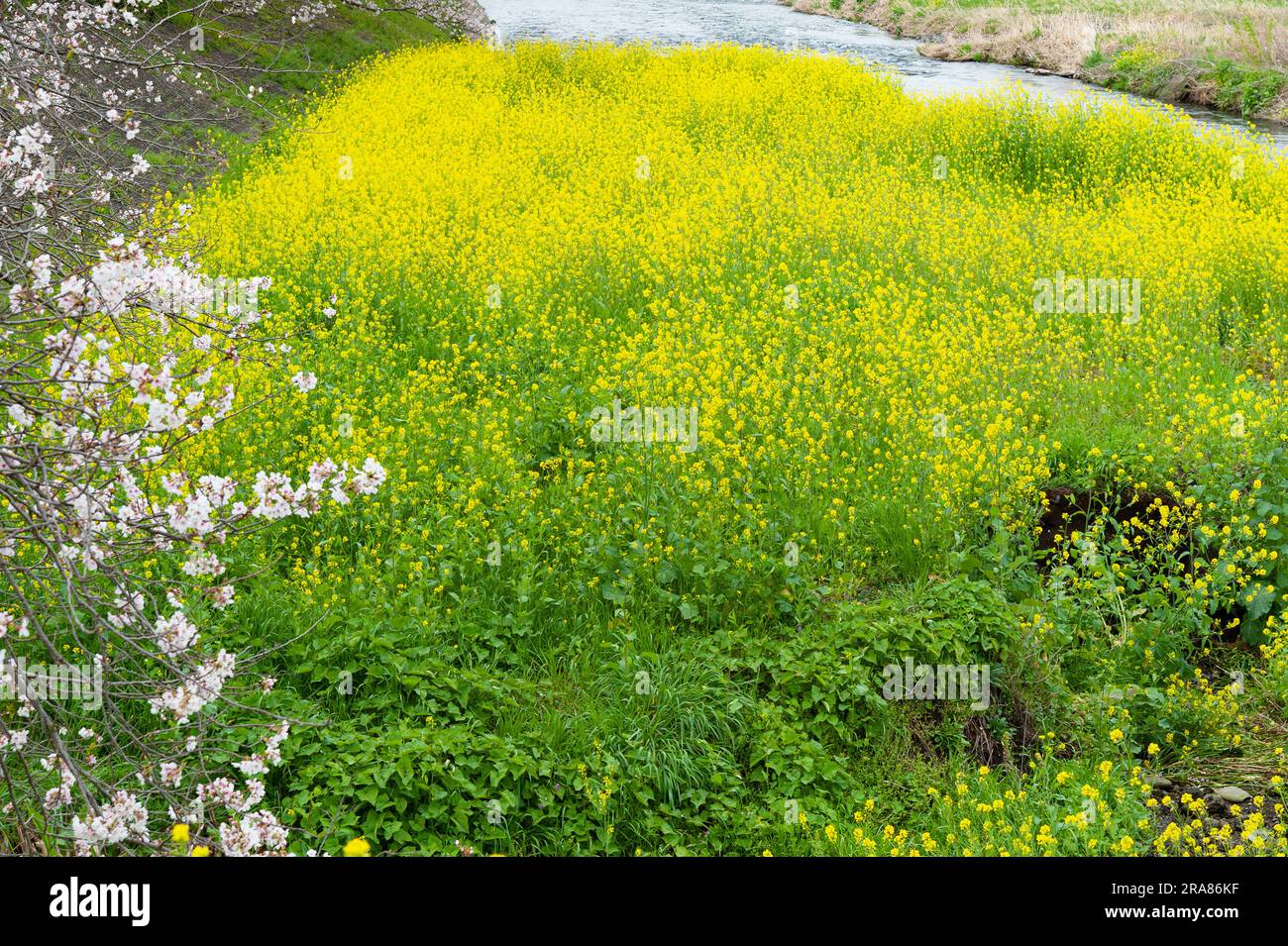 Beautiful landscape with cherry tree branches and yellow rapeseed ...