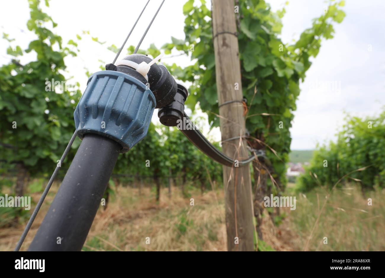 Nordheim, Germany. 30th June, 2023. A hose for drip irrigation is ...