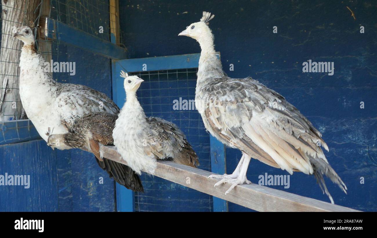 Los Angeles, California, USA 1st July 2023 White Peacock Baby Chicks at ...