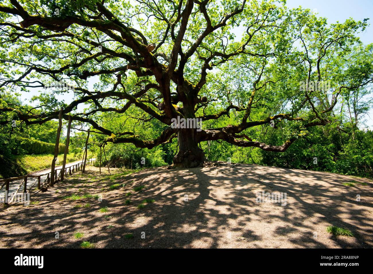 The Oak of the Witches - Italy Stock Photo - Alamy