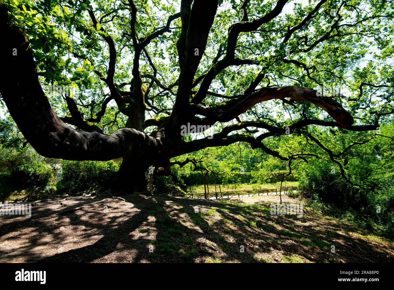 The Oak of the Witches - Italy Stock Photo - Alamy