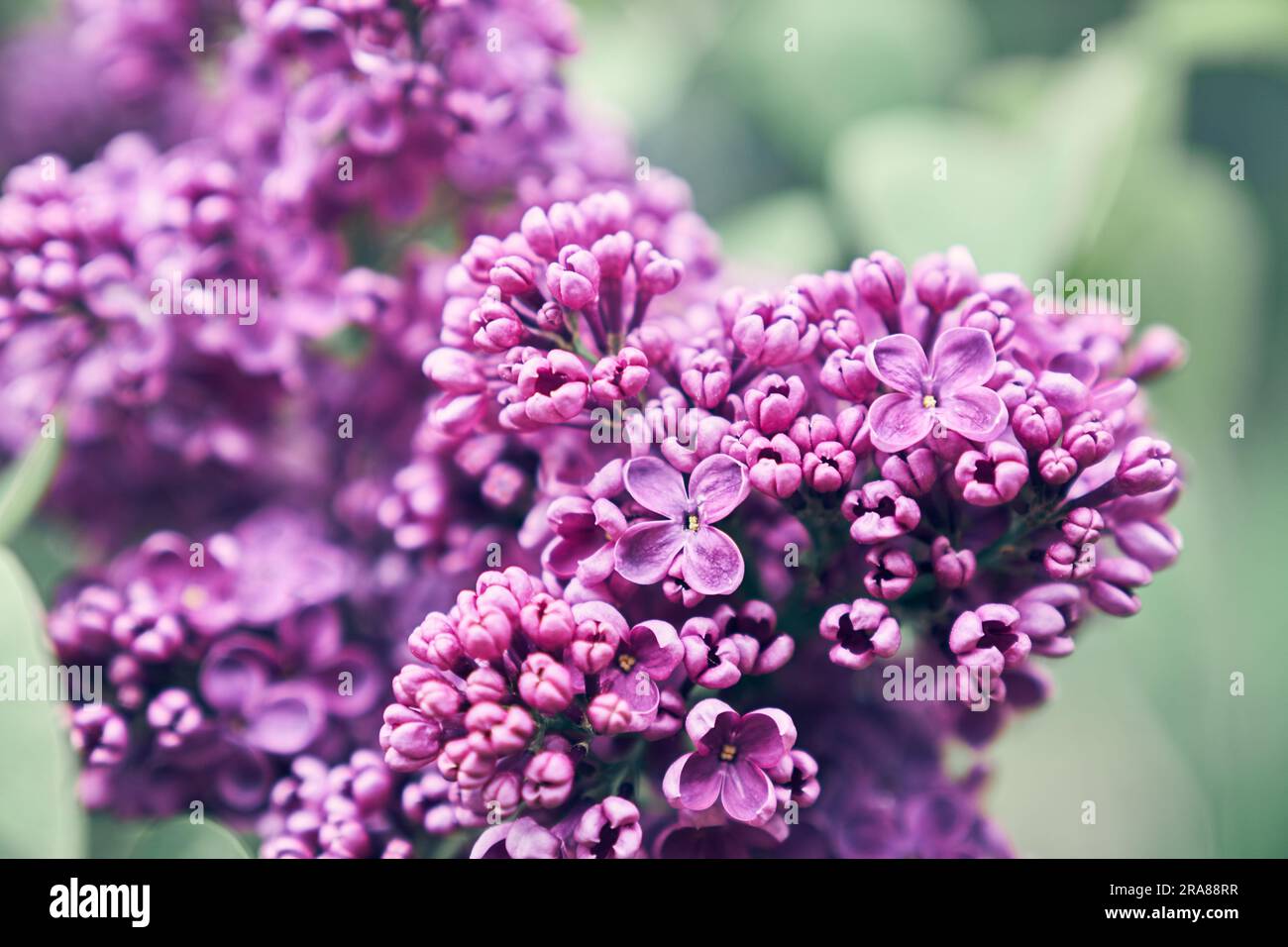 Ready-made design with lilac flowers, with space to copy. The layout of ...