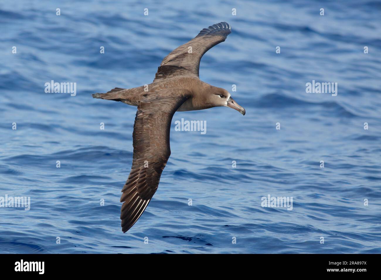 Black-footed Albatross (Phoebastria nigripes) single bird in flight ...