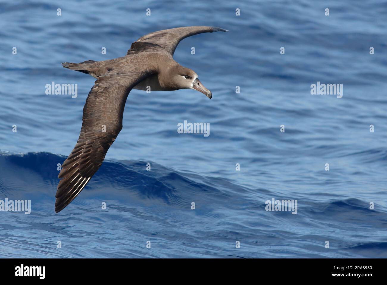 Black-footed Albatross (Phoebastria nigripes) single bird in flight ...
