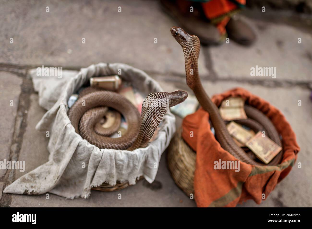 Spectacled cobras (Naja naja), Elapidae, used by snake charmers on ...