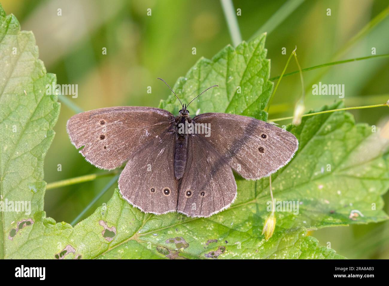 Meadow Brown butterfly [ Maniola jurtina ] Male on grass stem Stock ...