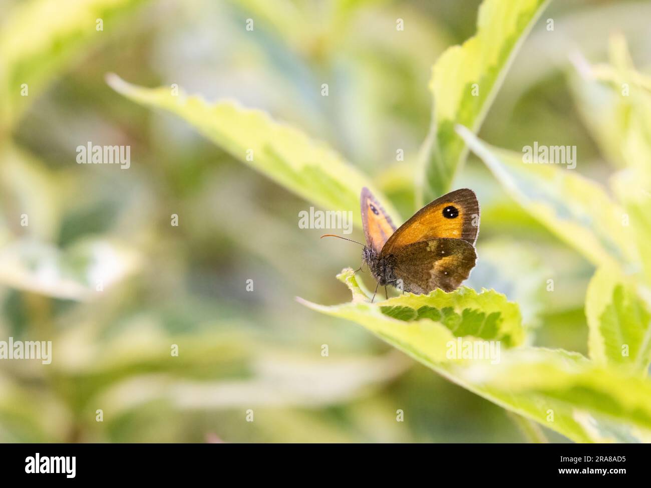 Gatekeeper butterfly [ Pyronia tithonus ] resting on leaf Stock Photo ...