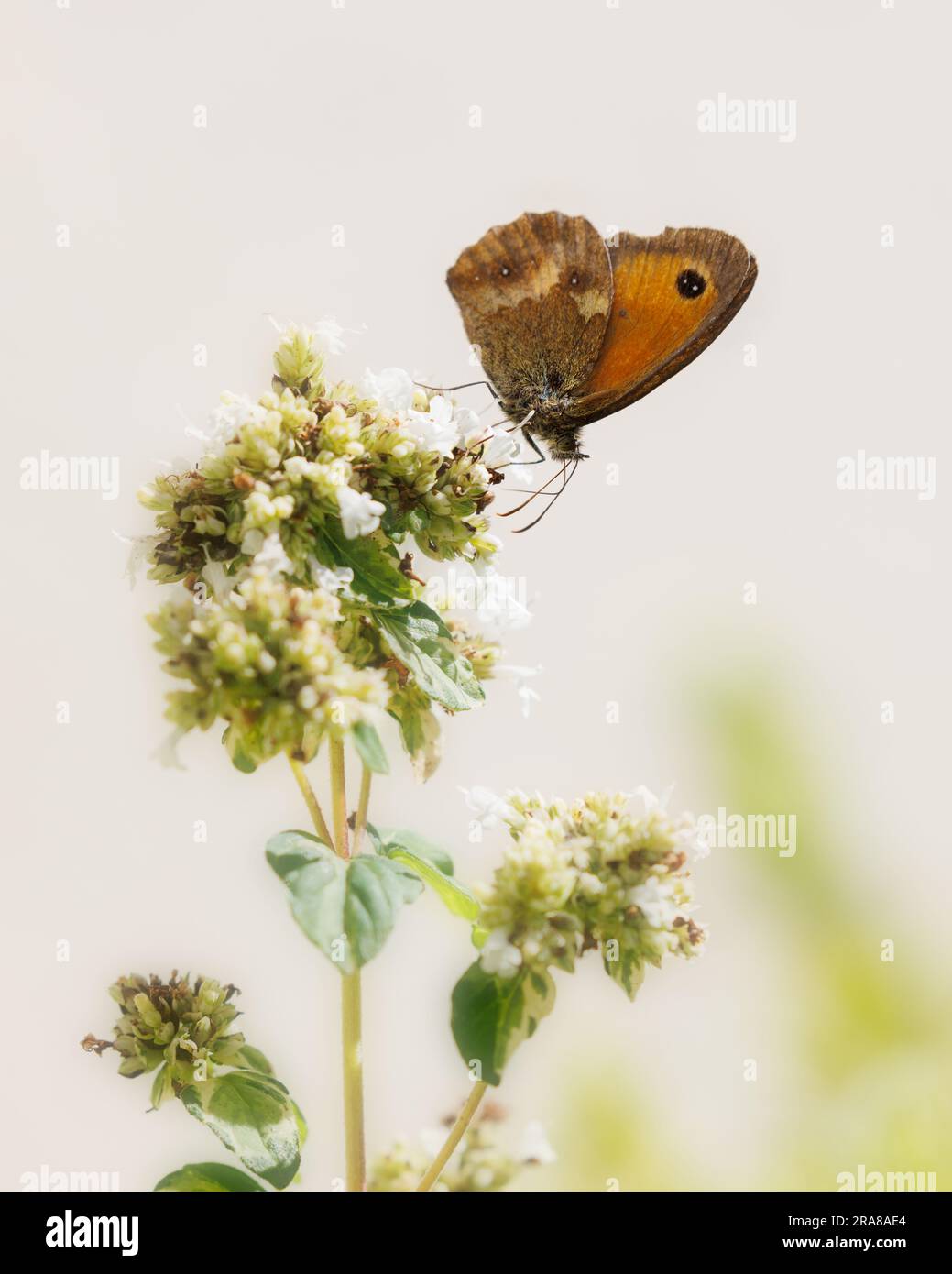 Gatekeeper butterfly [ Pyronia tithonus ] feeding on flowering herb ...