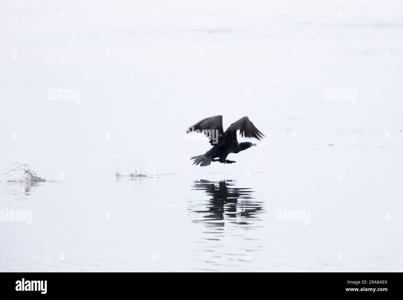 Double crested Cormorant Taking Off Stock Photo - Alamy