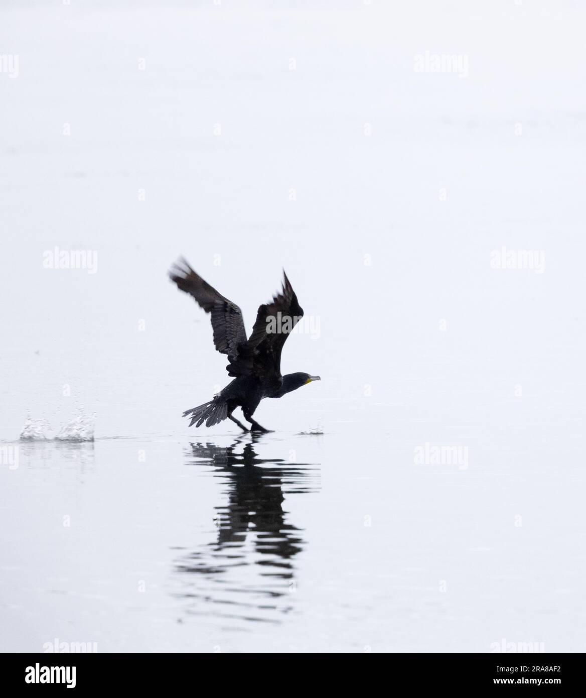 Double crested Cormorant Taking Off Stock Photo - Alamy
