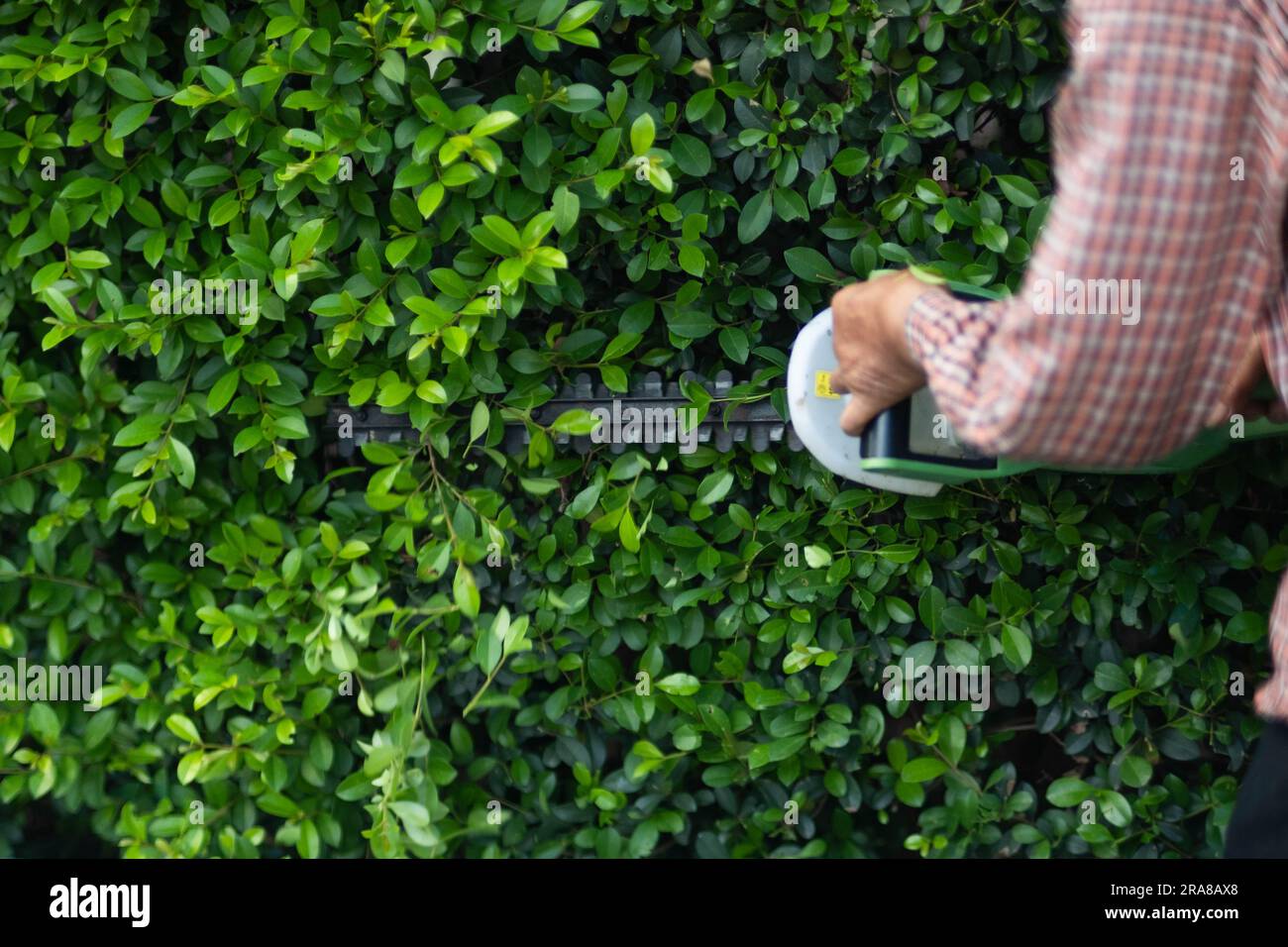 Asian male gardener trimming trees with electric cutter at garden ...