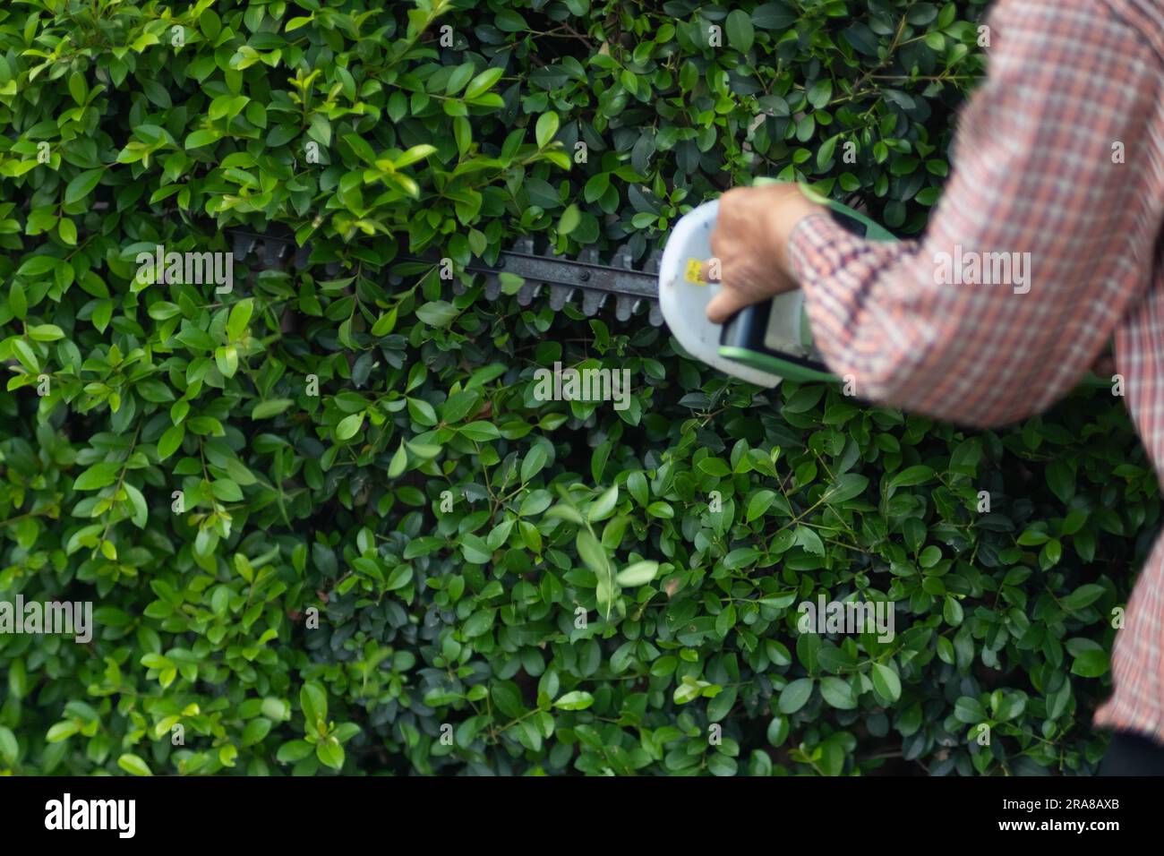 Asian male gardener trimming trees with electric cutter at garden ...