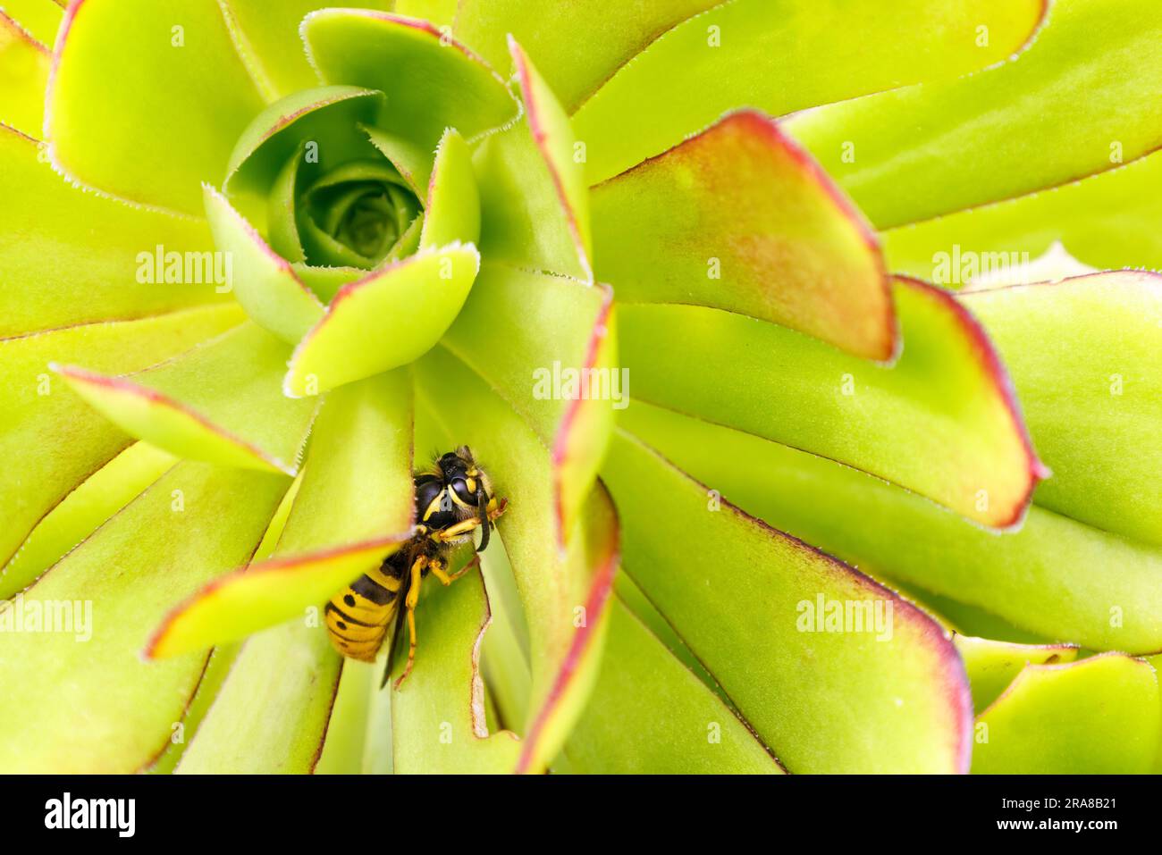 Common/German wasp (Vespula vulgaris/germanica) resting in sedum plant ...