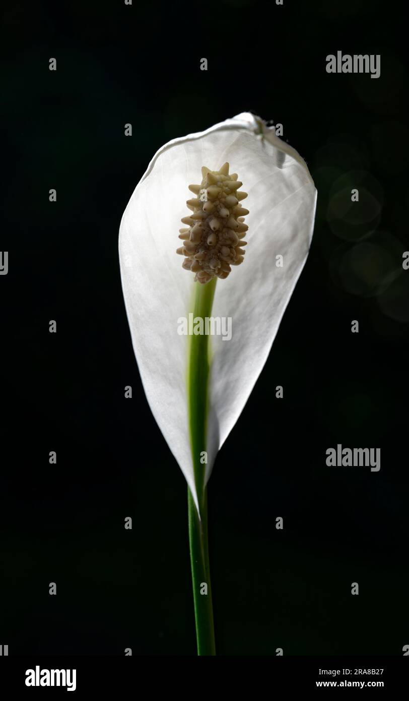A beautiful white peace lily flower on a slender green stem Stock Photo ...