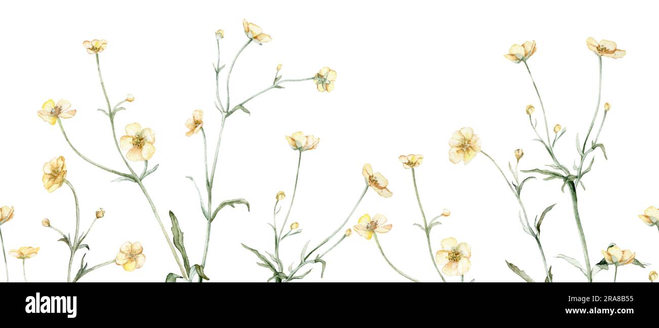 Buttercup border hi-res stock photography and images - Alamy