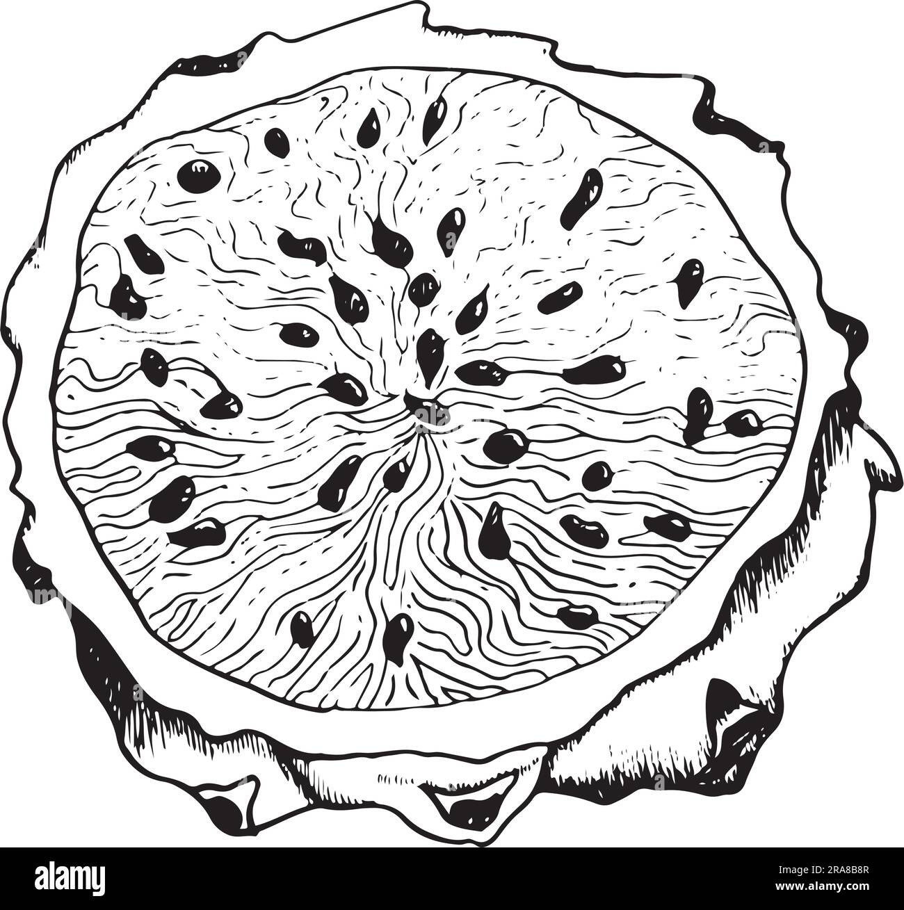 Round pitaya dragon fruit slice with seeds in detailed black white ...