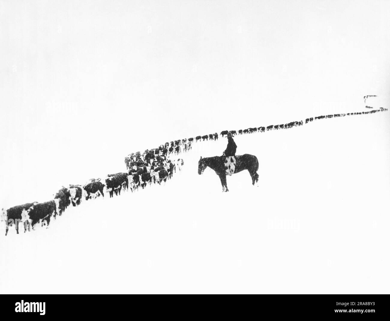 Cowboy on a cattle drive Black and White Stock Photos & Images - Alamy