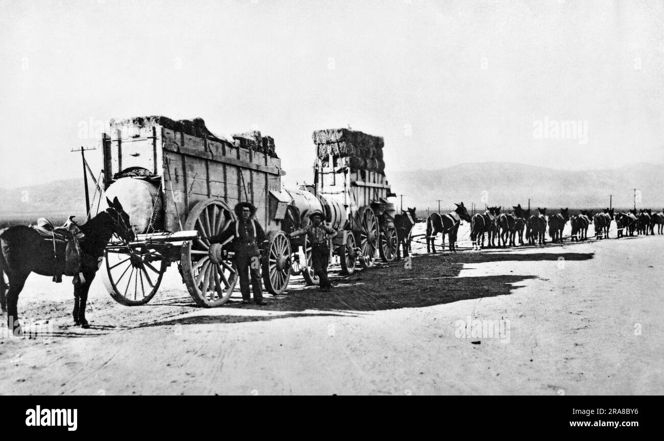 Mule skinner Black and White Stock Photos & Images - Alamy