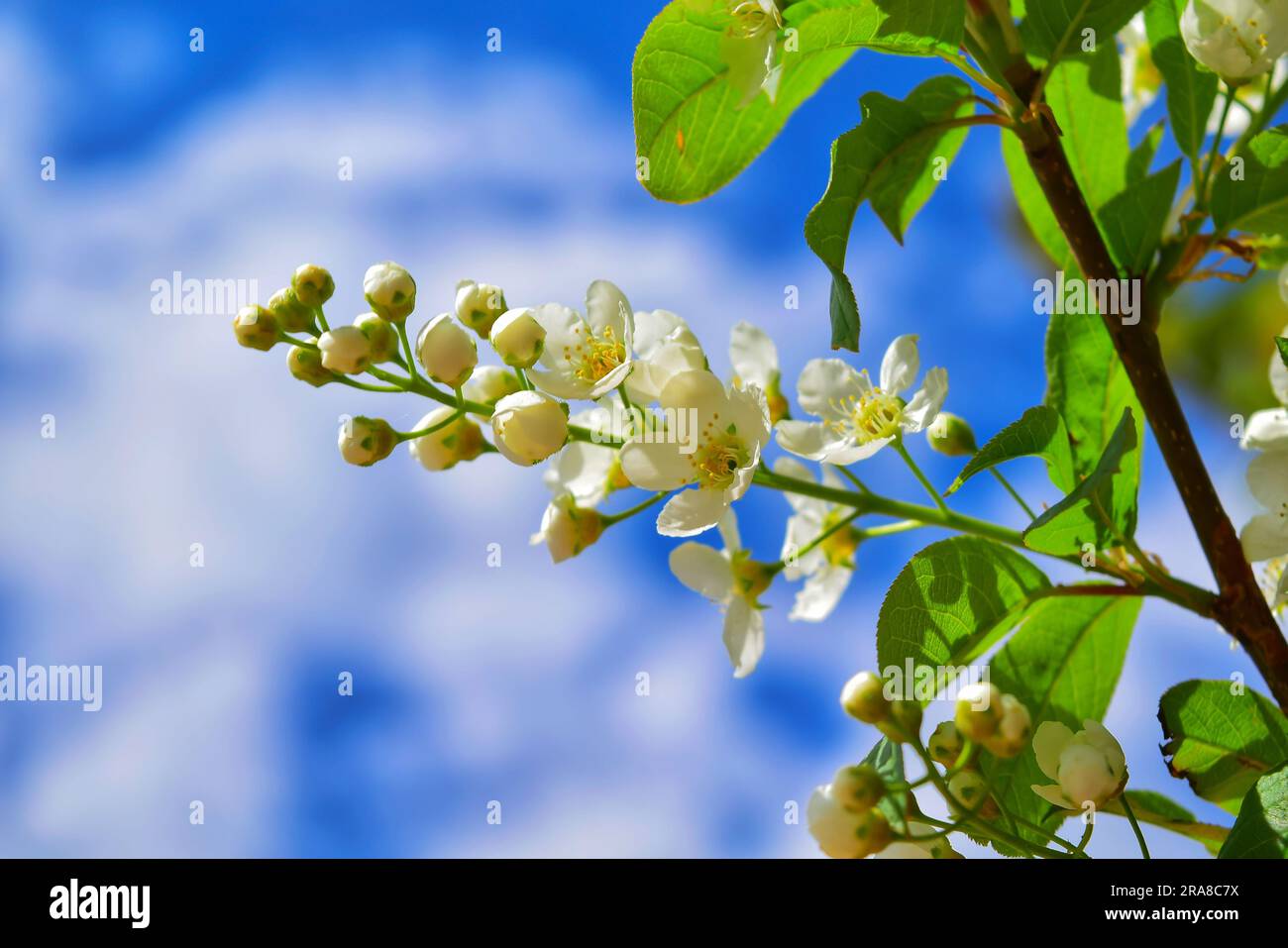 Warm flower display hi-res stock photography and images - Alamy