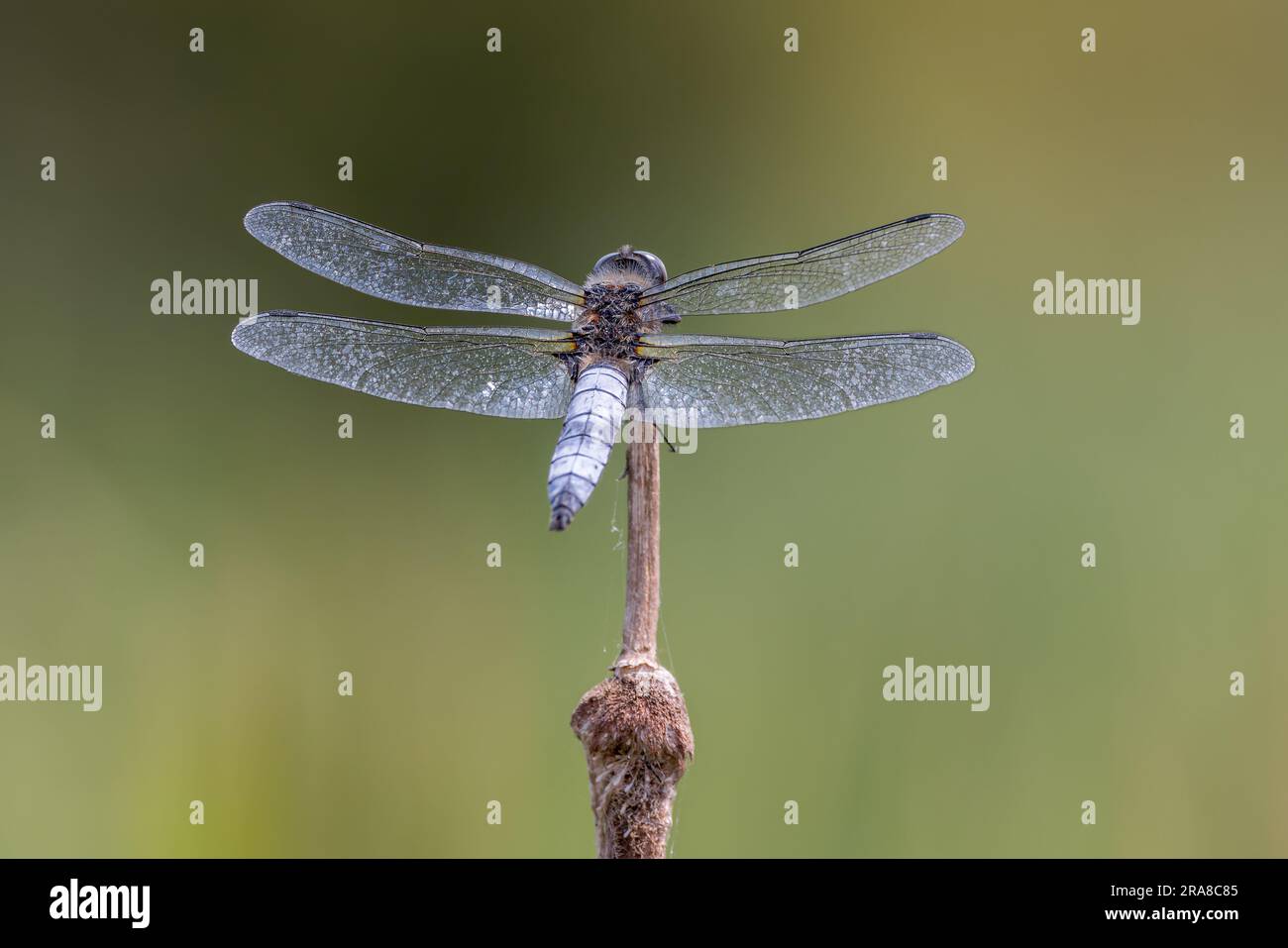 Scarce Chaser Dragonfly [ Libellula fulva ] on rush seed head stem in ...