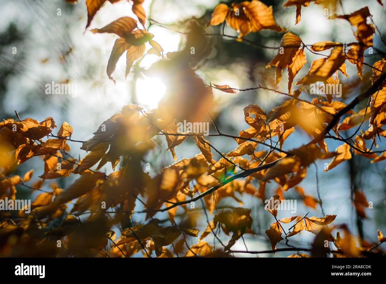 Early spring leaves with marvelous sunny backlight illumination Stock ...