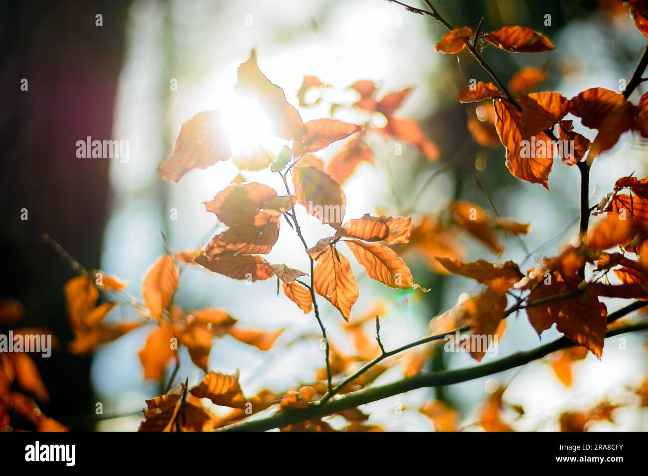 Early spring leaves with marvelous sunny backlight illumination Stock ...