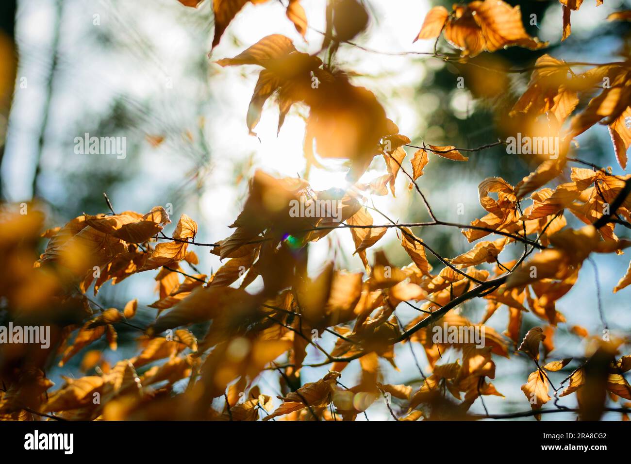 Early spring leaves with marvelous sunny backlight illumination Stock ...