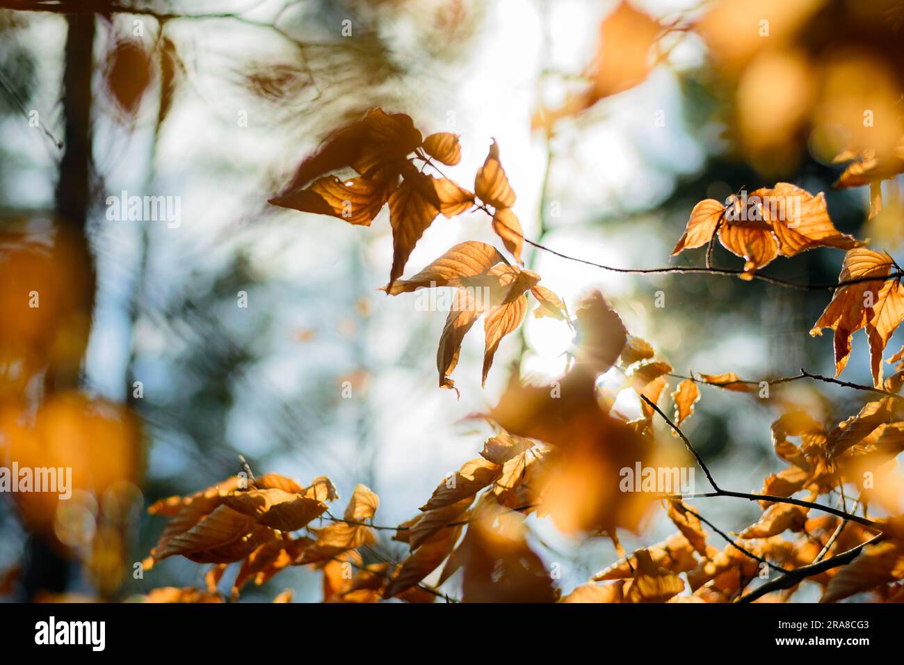 Early spring leaves with marvelous sunny backlight illumination Stock ...