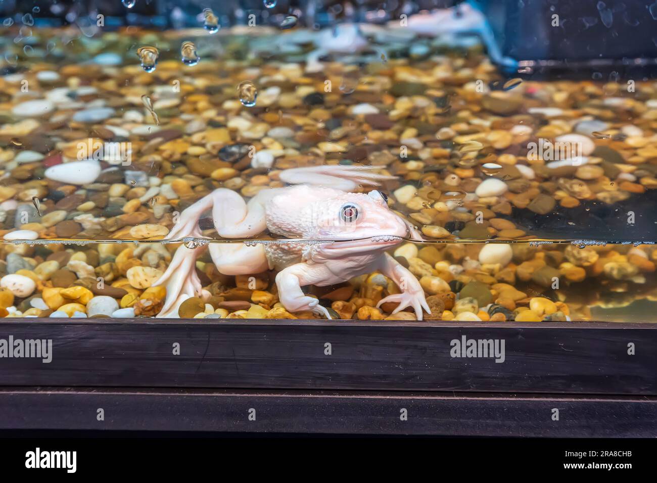 Albino frog lying in the water in the cabinet Stock Photo - Alamy