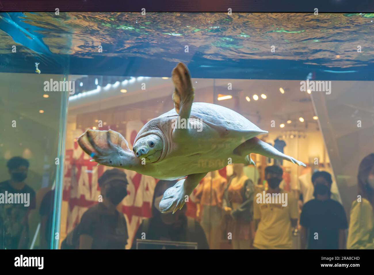 Albino softshell turtle is swimming in the cabinet Stock Photo - Alamy