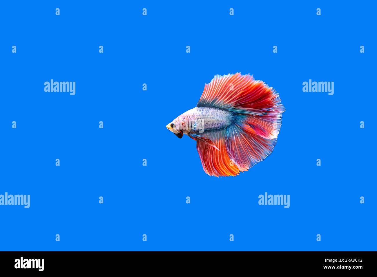 Red blue crown betta fish hi-res stock photography and images - Alamy