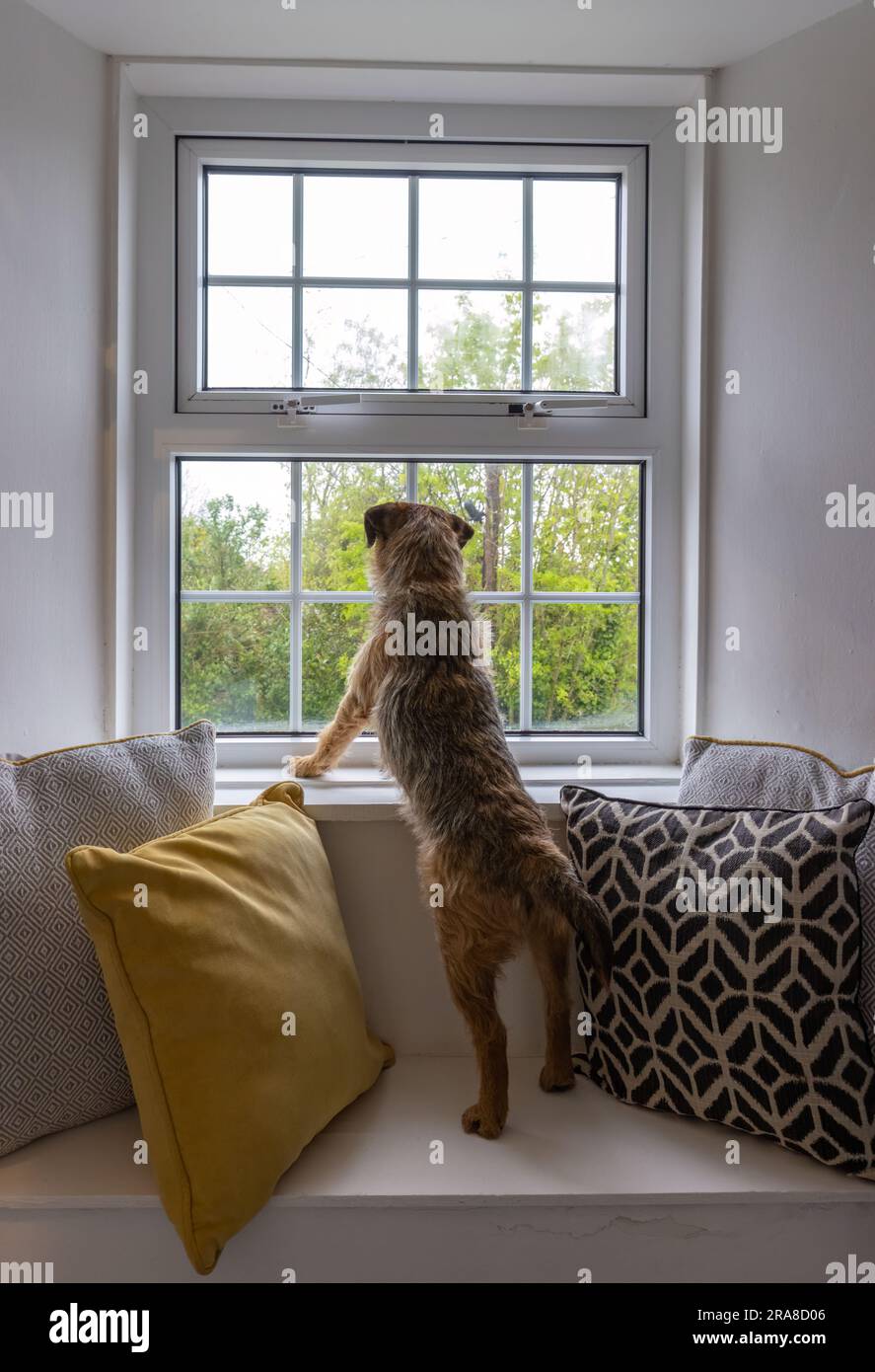 Border Terrier looking out of window Stock Photo - Alamy
