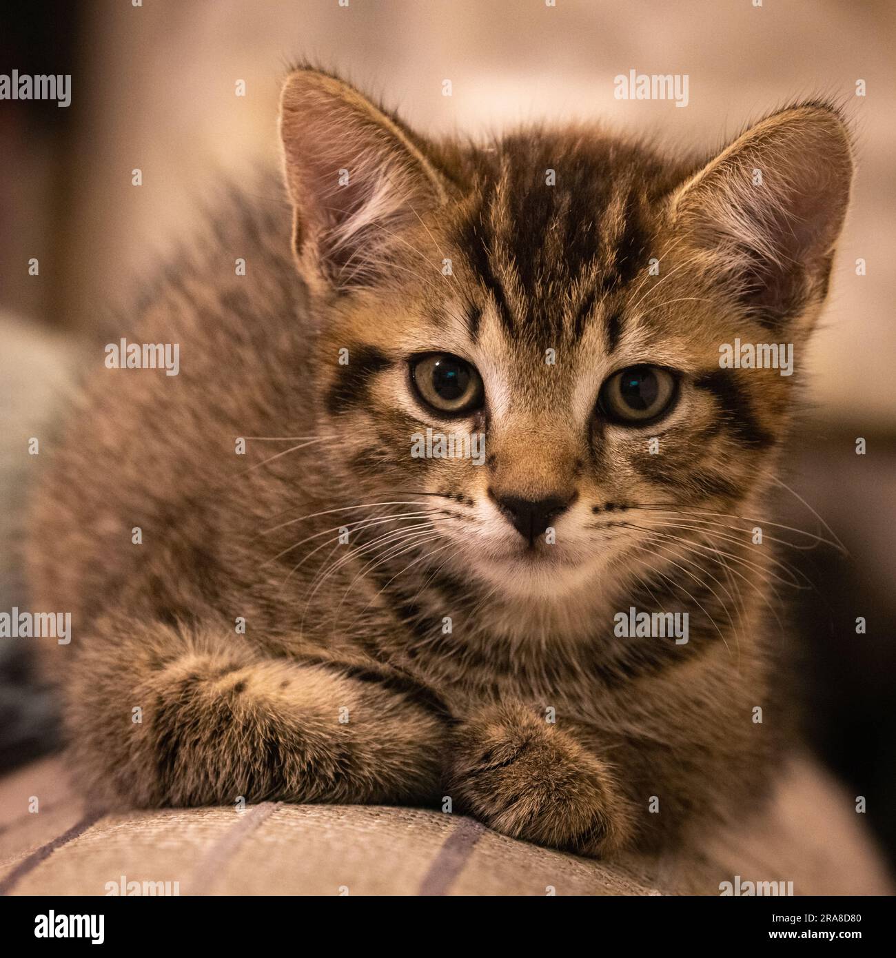 Tabby Kitten on arm of chair Stock Photo - Alamy