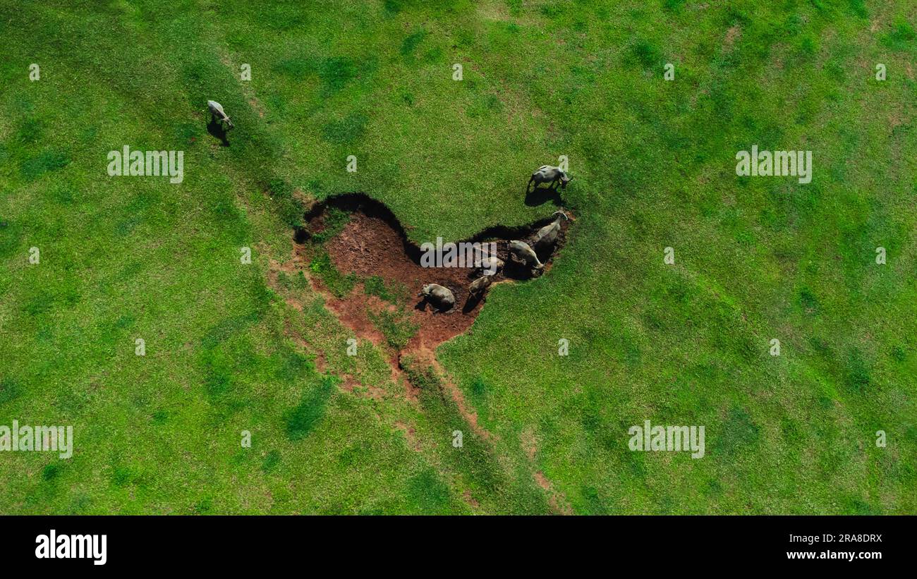 Aerial view of a group of cows on the green meadow. Top view of a herd ...