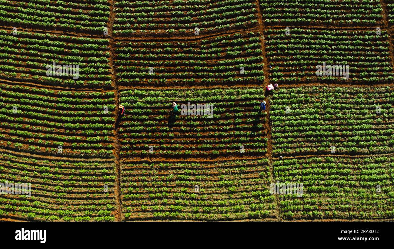 Aerial view of farmers working in a Chinese cabbage field or strawberry ...