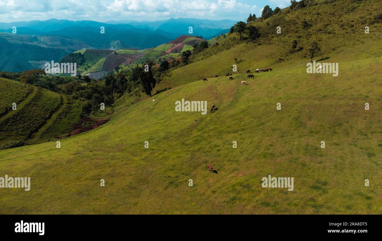 Scenic of idyllic rolling hills landscape with blooming meadows and ...