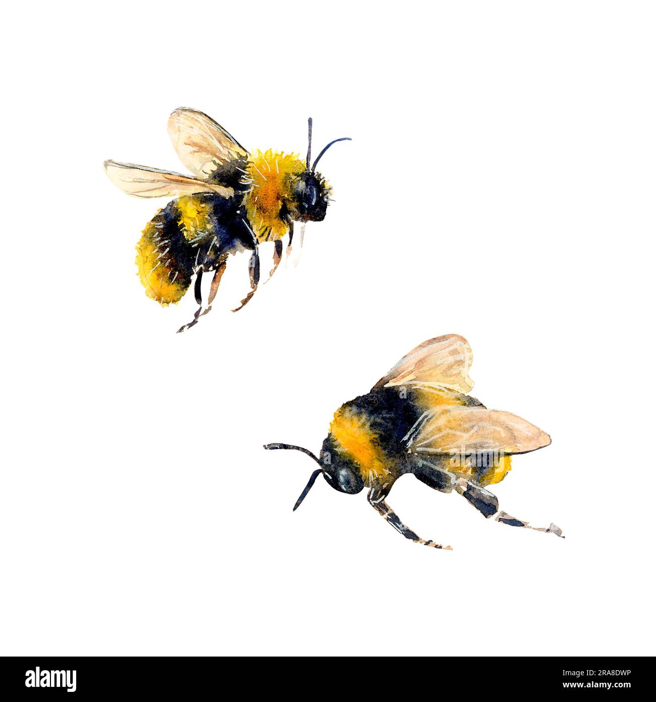 Watercolor illustration of bees hand-drawn on white background ...