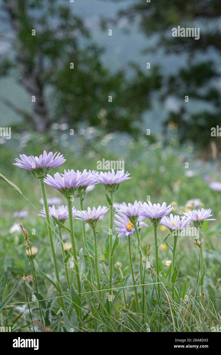 Erigeron utahensis is a North American species of flowering plants in ...