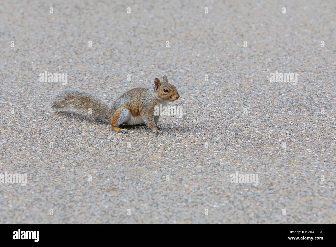 Hard surface animal hi-res stock photography and images - Alamy