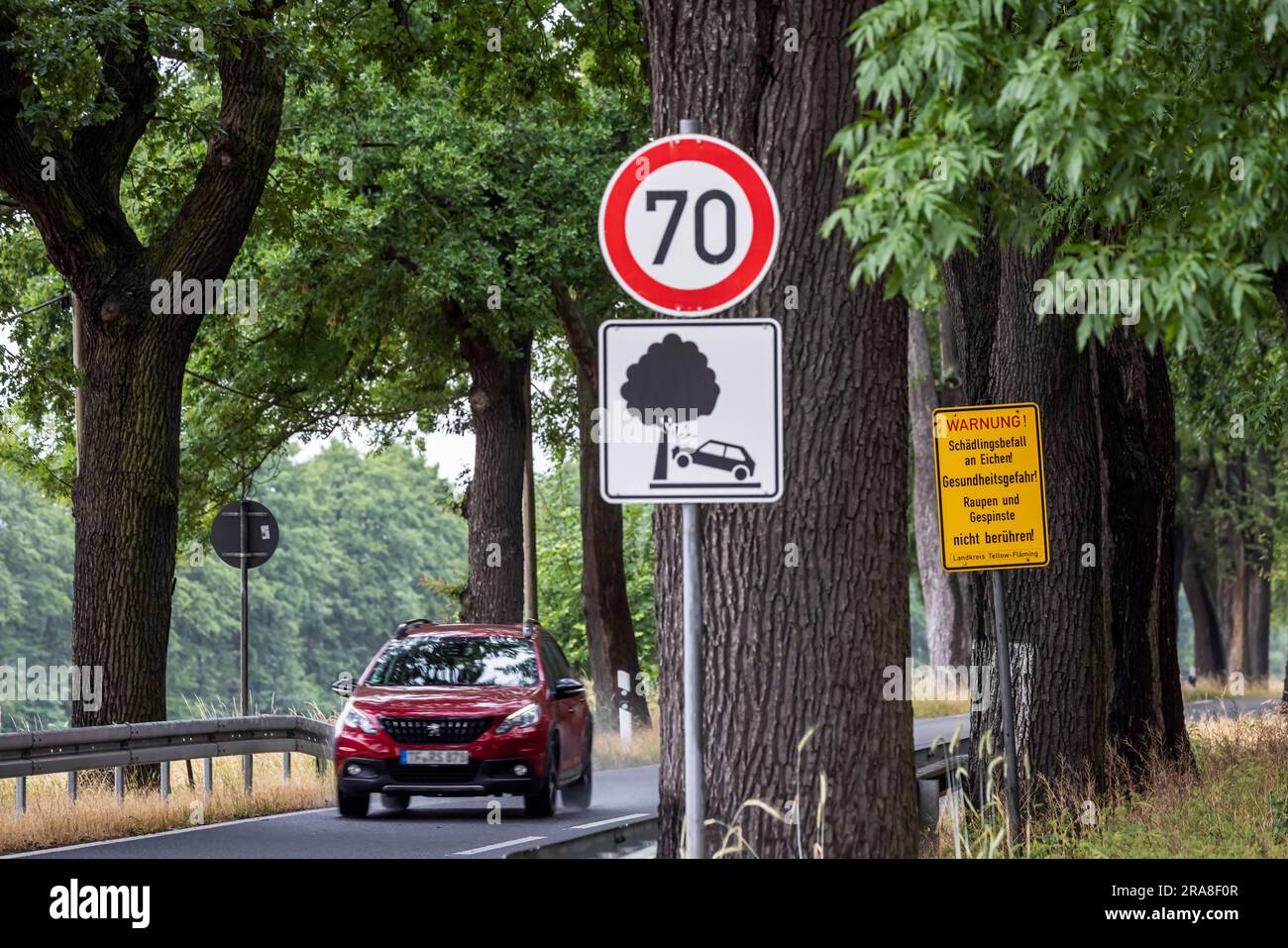 Warning sign for tree accident, traffic sign, additional sign, avenue ...