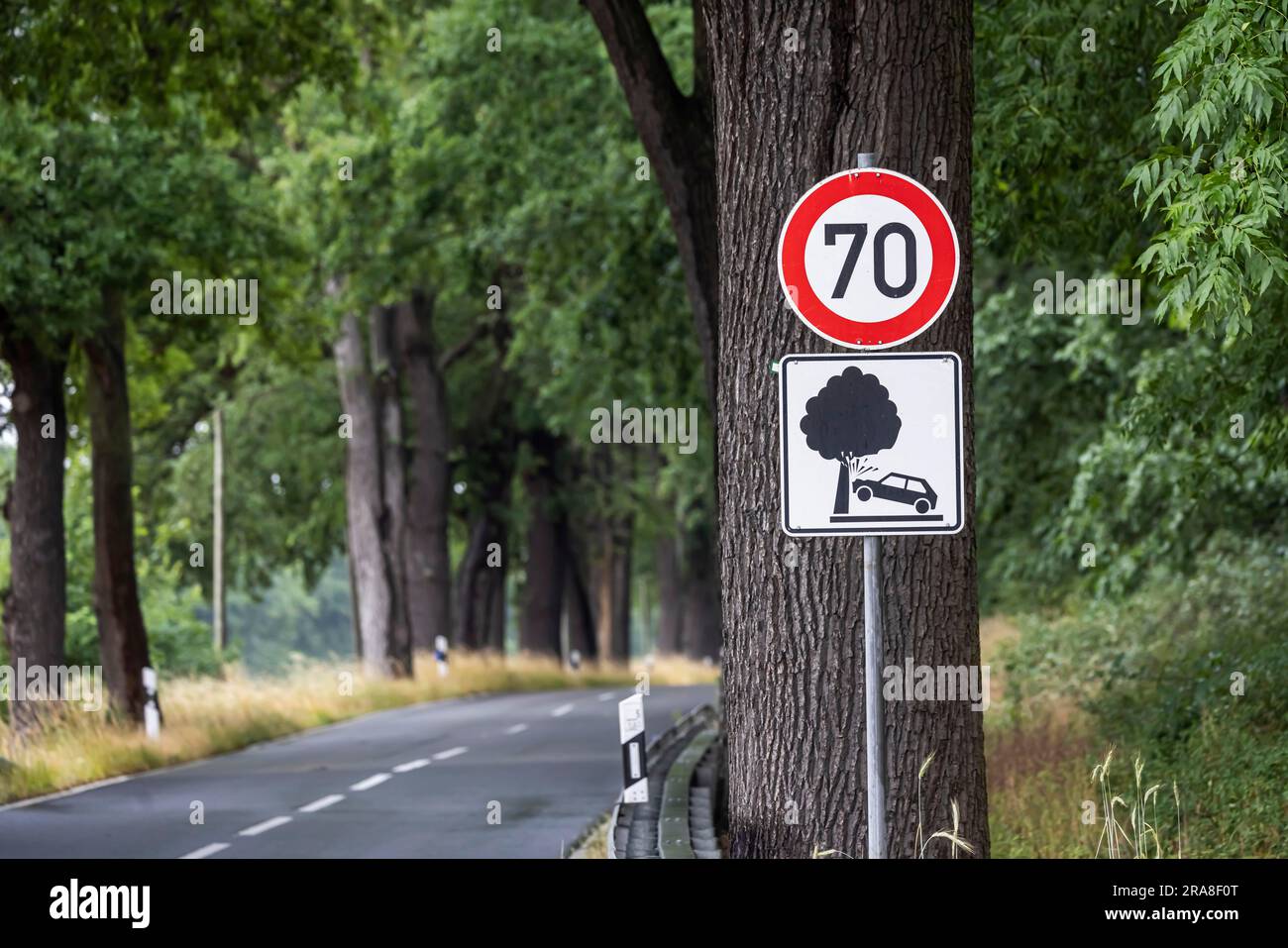 Warning sign for tree accident, traffic sign, additional sign, avenue ...